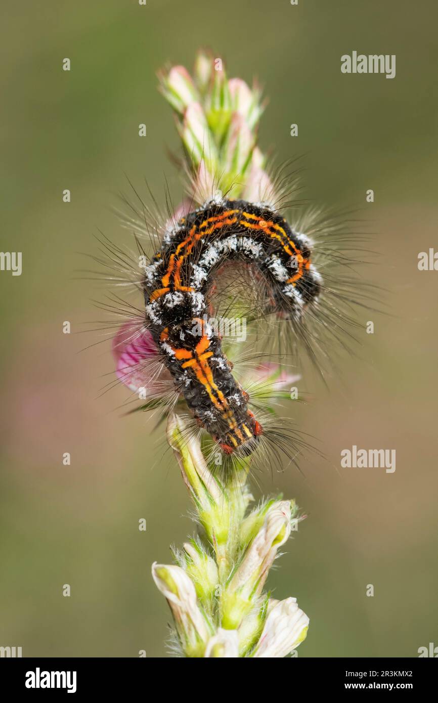 Yellow-tail moth (Euproctis similis) polyphagous caterpillar on ...