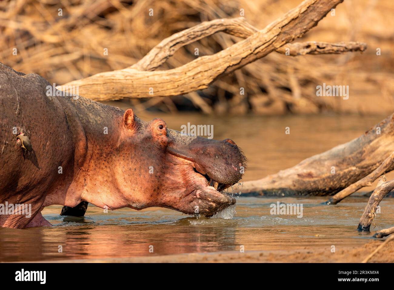 Common Hippo (Hippopotamus amphibius), injured during a fight with an ...