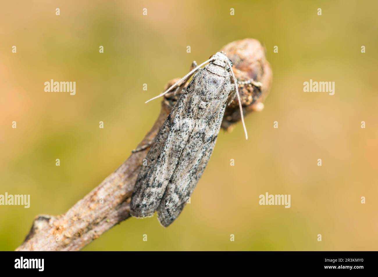 Mediterranean Flour Moth (Ephestia kuehniella) fauna of the houses ...