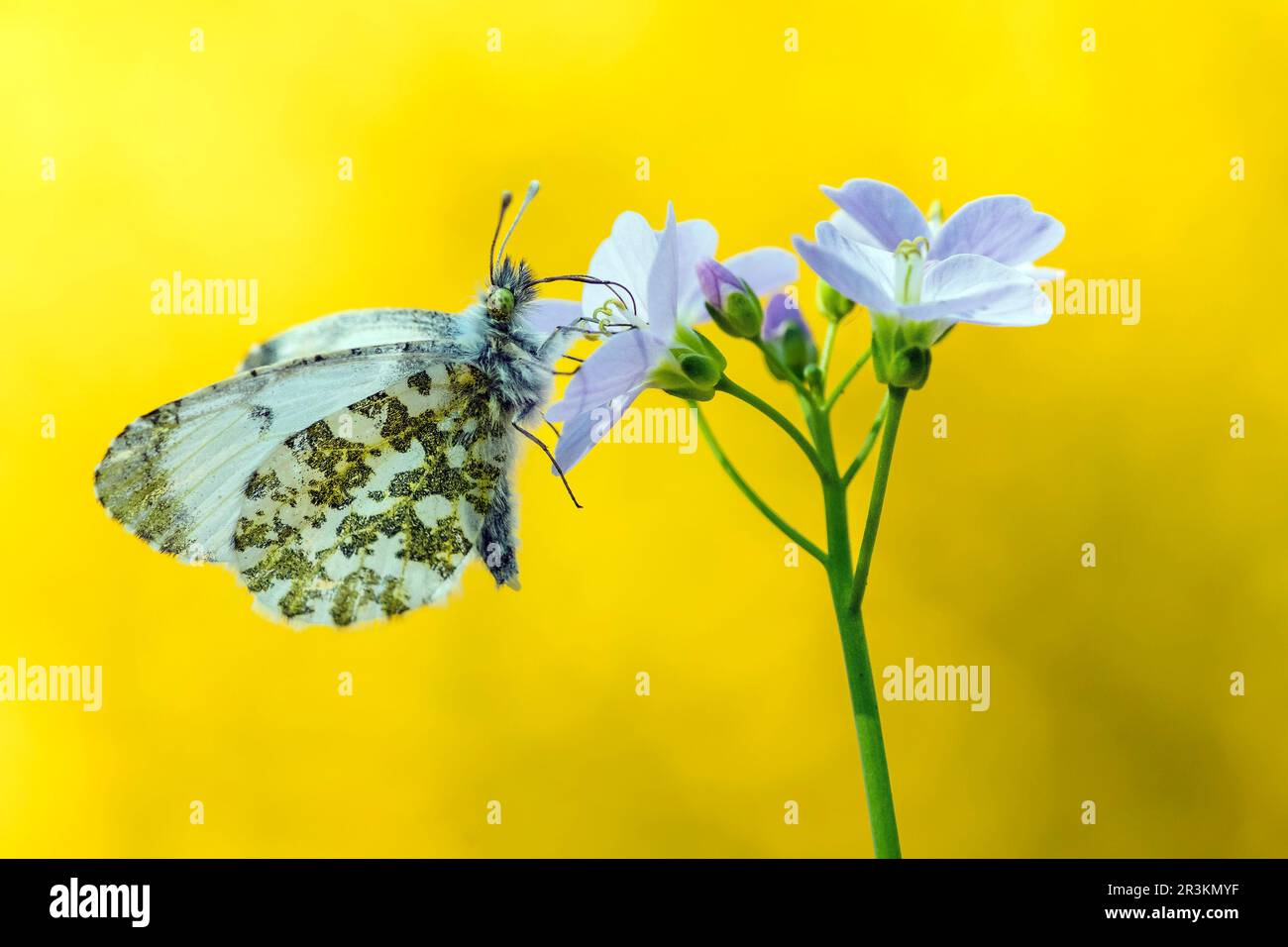 Orange Tip (Anthocharis cardamines) female on flowers, botanical garden ...