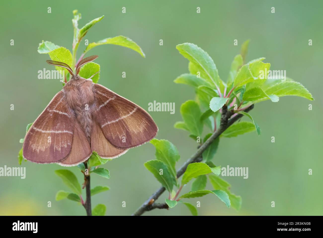 Fox moth (Macrothylacia rubi) pectinate antennae, on leaves, limestone ...