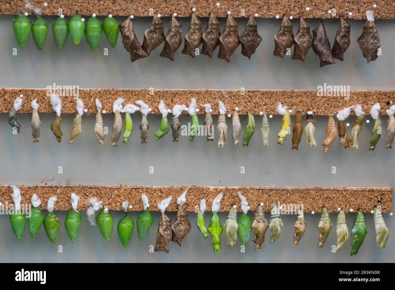 Tropical butterfly chrysalises, breeding, Jardin botanique Jean-Marie ...