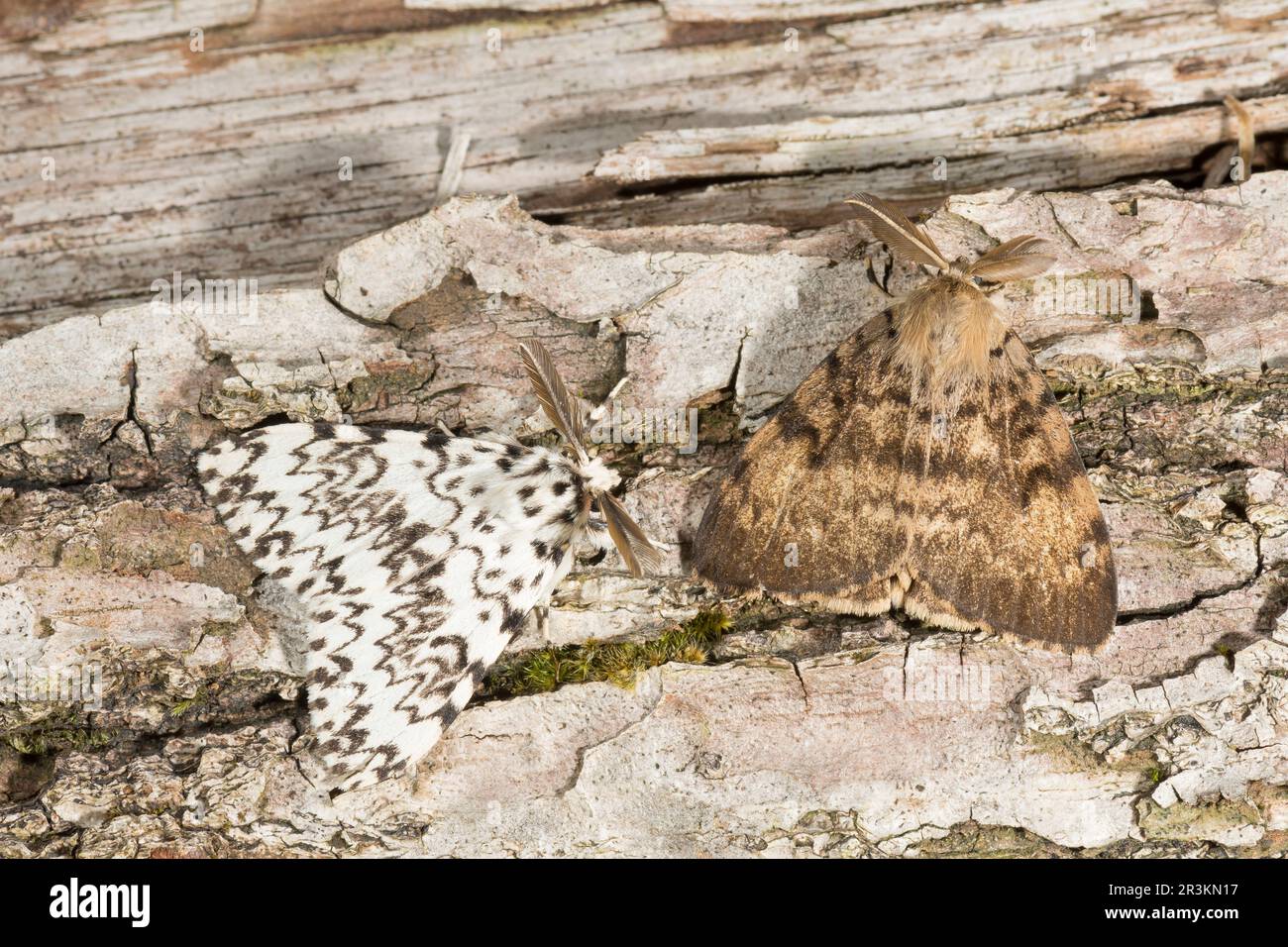 Asian gypsy Moth (Lymantria dispar) and Black Arches (Lymantria monacha ...