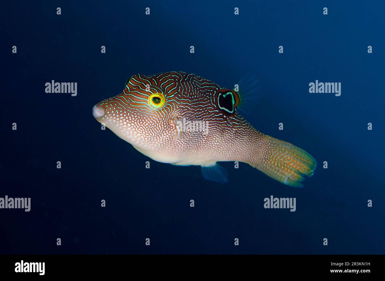 Compressed Toby (Canthigaster compressa), Melasti dive site, Seraya ...