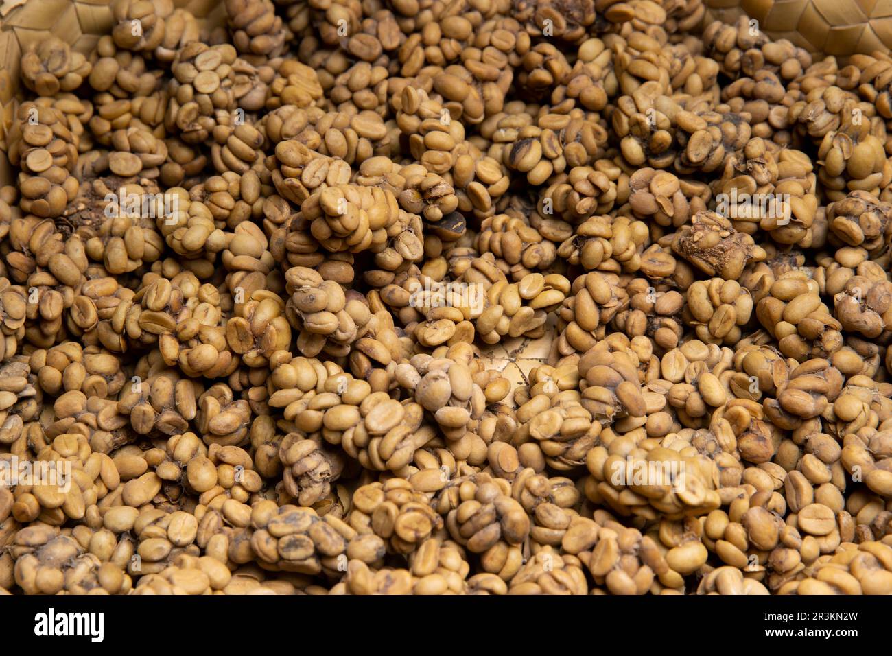 Beans of kopi Luwak (civet), Railaco, Timor-Leste Stock Photo - Alamy
