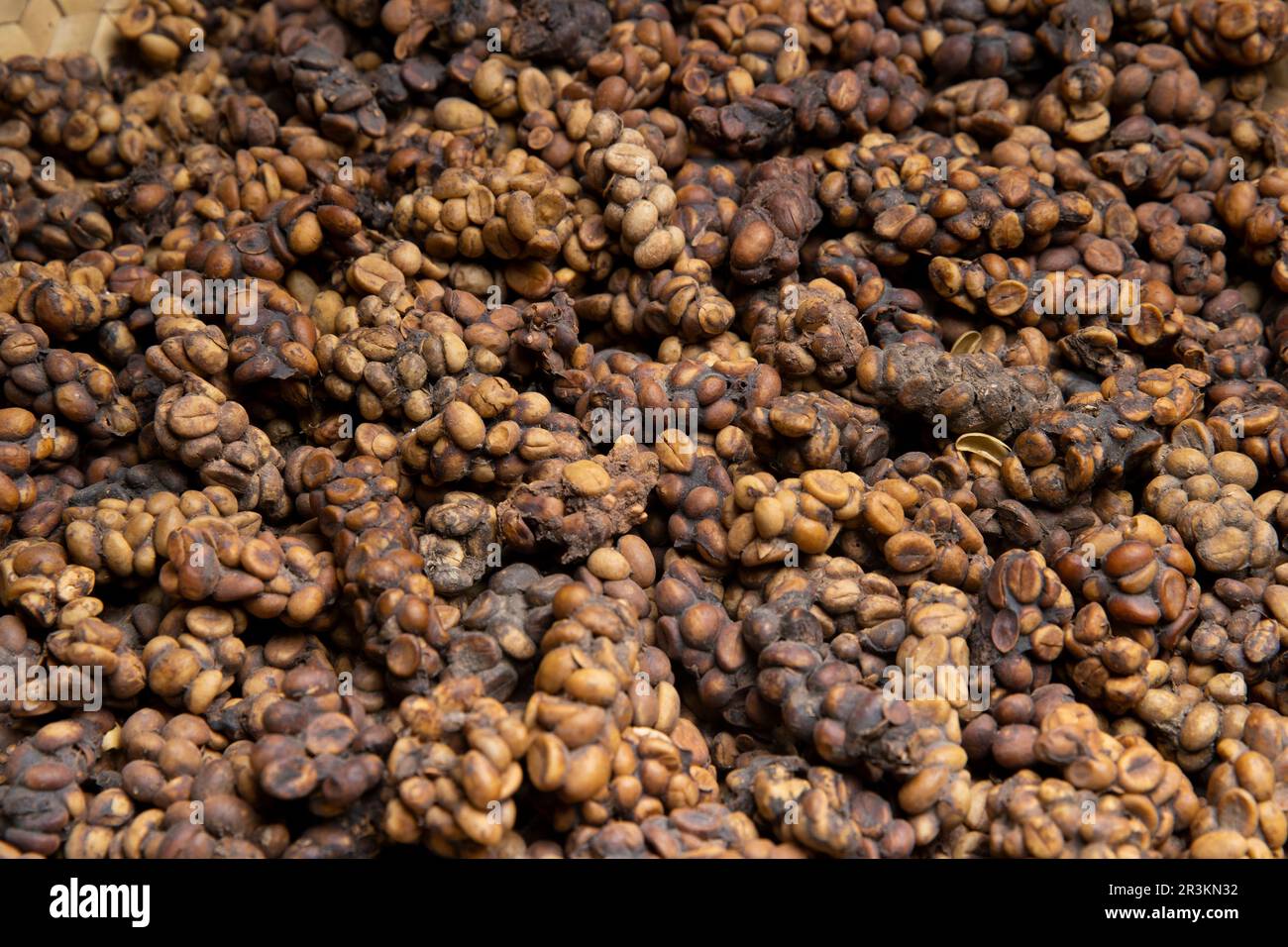 Beans of kopi Luwak (civet), Railaco, Timor-Leste Stock Photo - Alamy