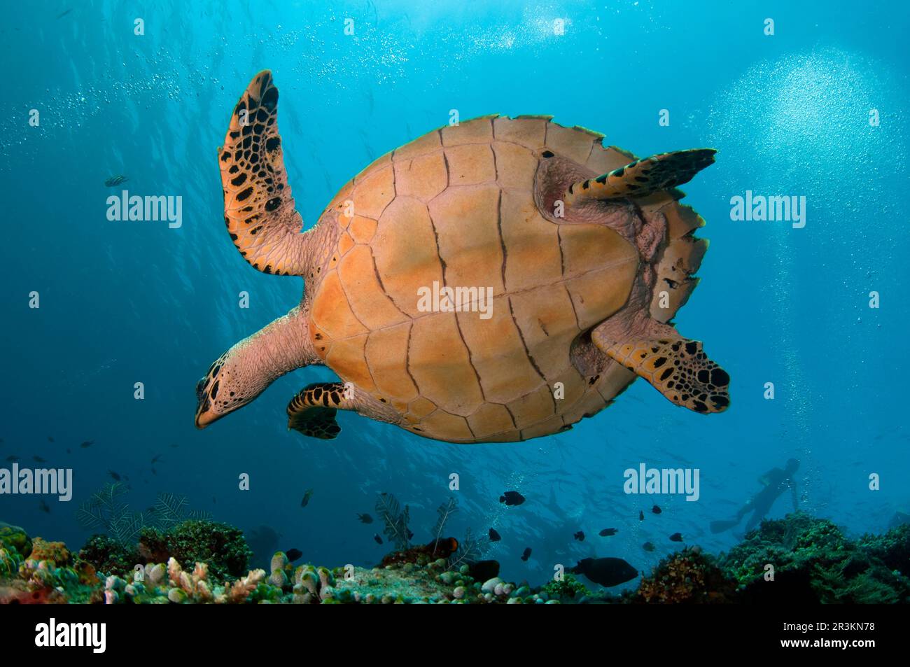 Hawksbill Turtle (Eretmochelys imbricata) with snorkeller in background ...
