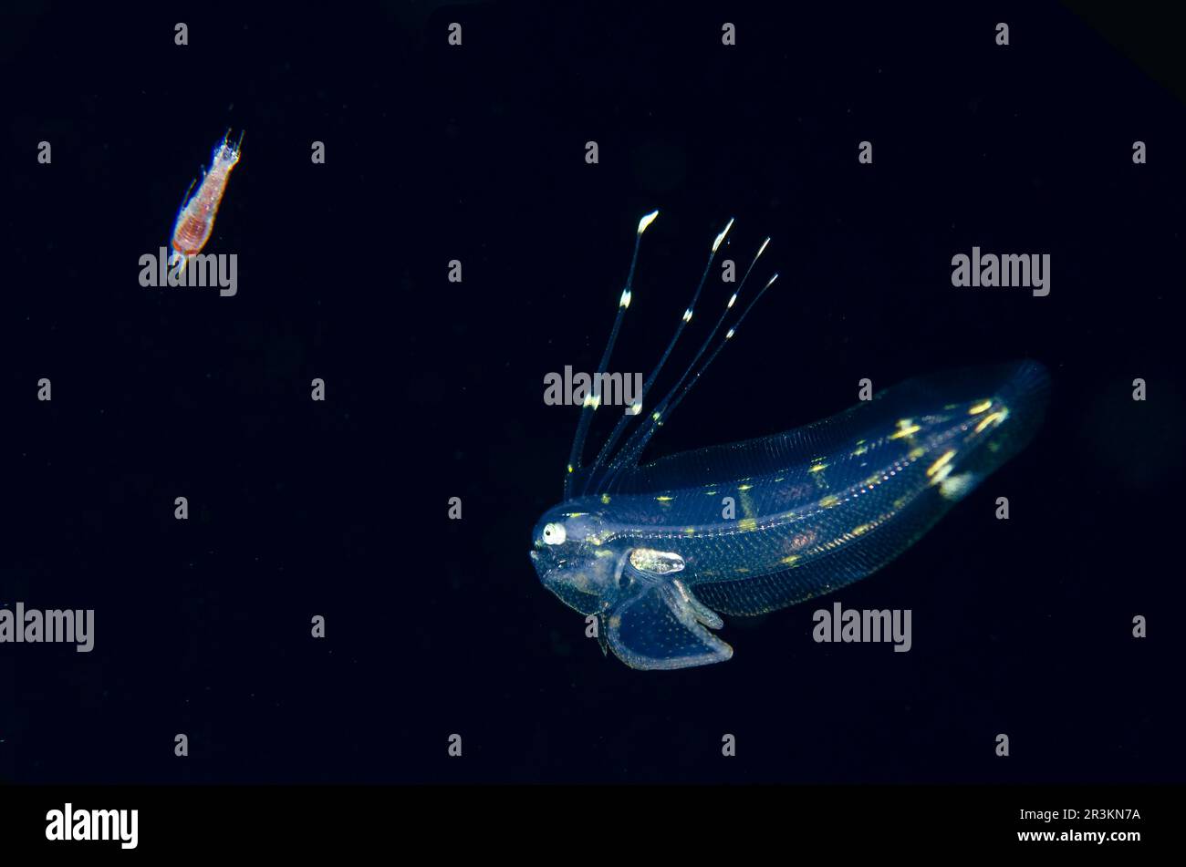 Tonguefish (Cynoglossus sp) larva with erect fins and Copepod (Copepoda ...
