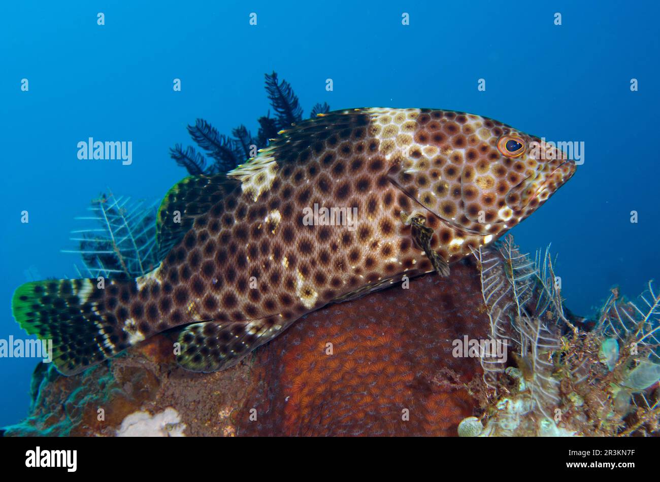 Highfin Grouper (Epinephelus maculatus), Tukad Linggah dive site ...