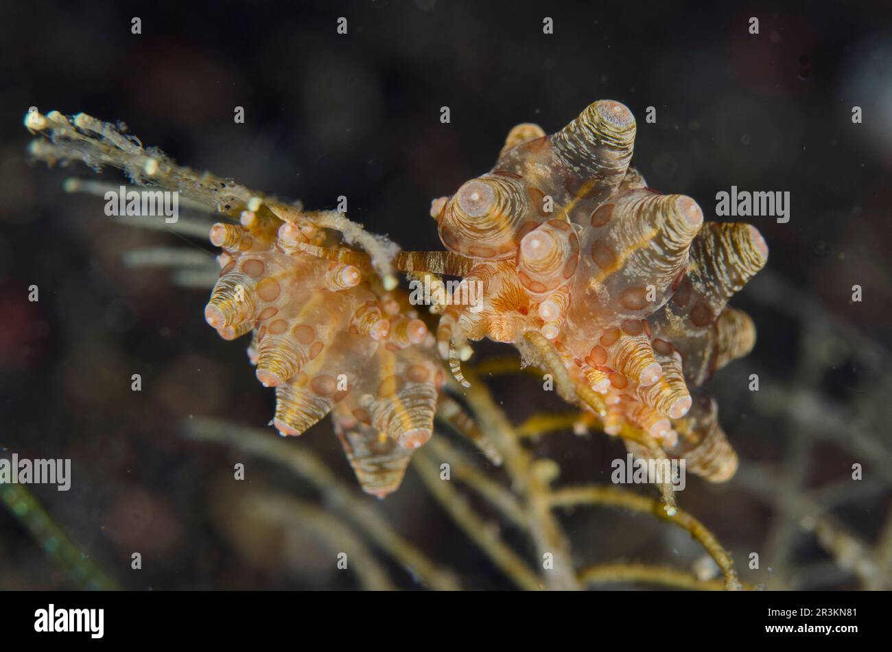 Pair of Aeolid Nudibranches (Eubranchus ocellatus) on Hydroid (Hydrozoa ...