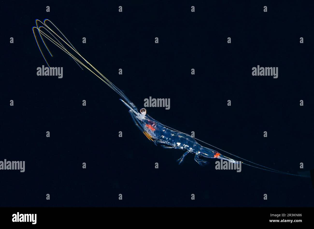 Palaemonid Shrimp (Palaemonidae Family) larva floating in water column ...