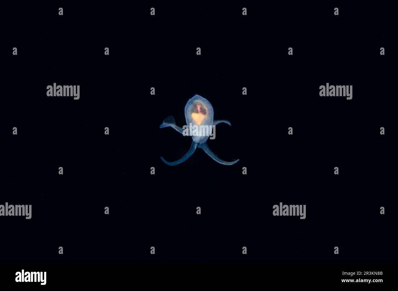 Sea Angel (Hydromyles globulosa) floating in water column, Blackwater ...