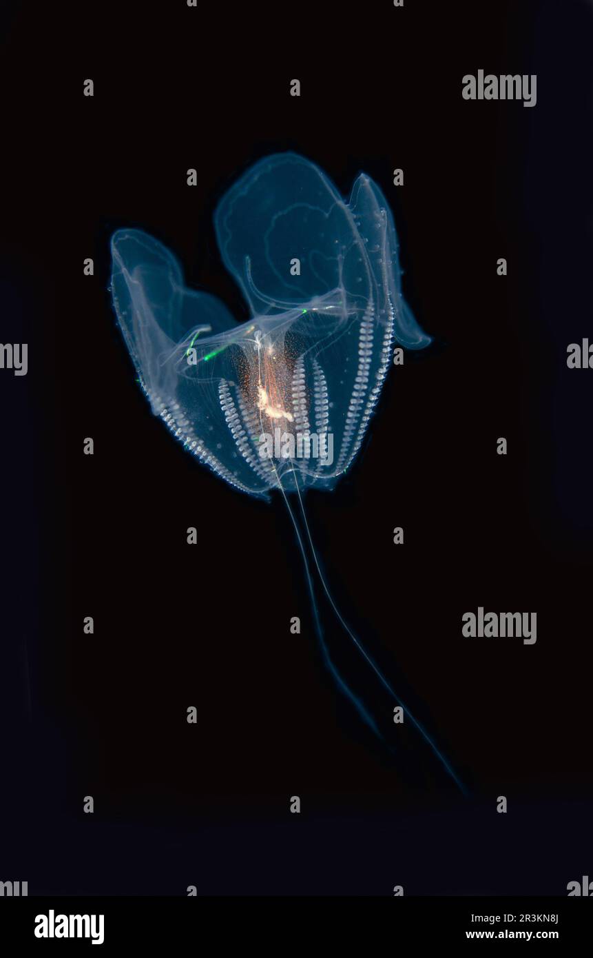 Comb Jelly (Cydippida Order), Blackwater night dive, Seraya, Karangasem ...