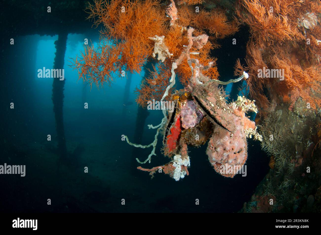 Coral and Penguin's Wing Oyster (Pteria penguin) with hold with pillars ...