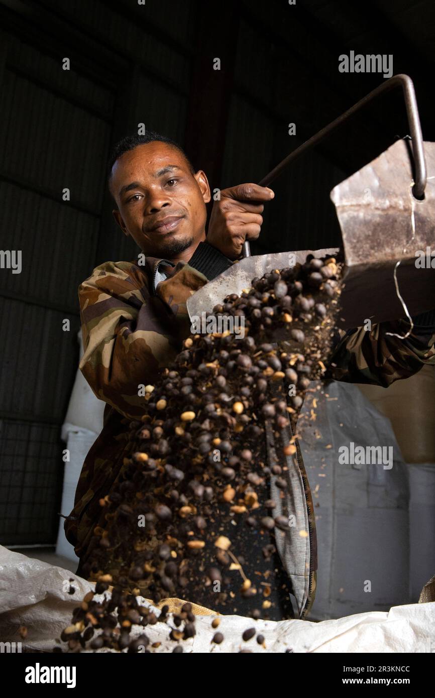 A Timorese scooping organic coffee beans from the warehouse floor into ...
