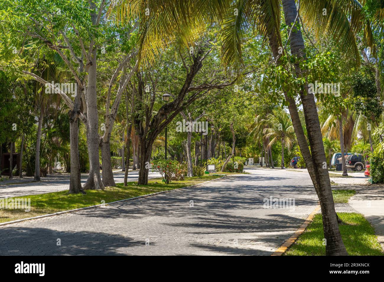 Treelined driveway hi-res stock photography and images - Alamy