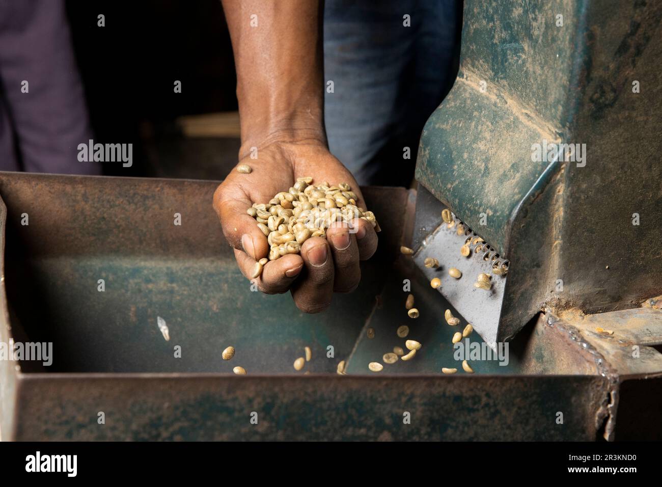 Coffee beans being processed at the coffee company in Railaco, Timor ...