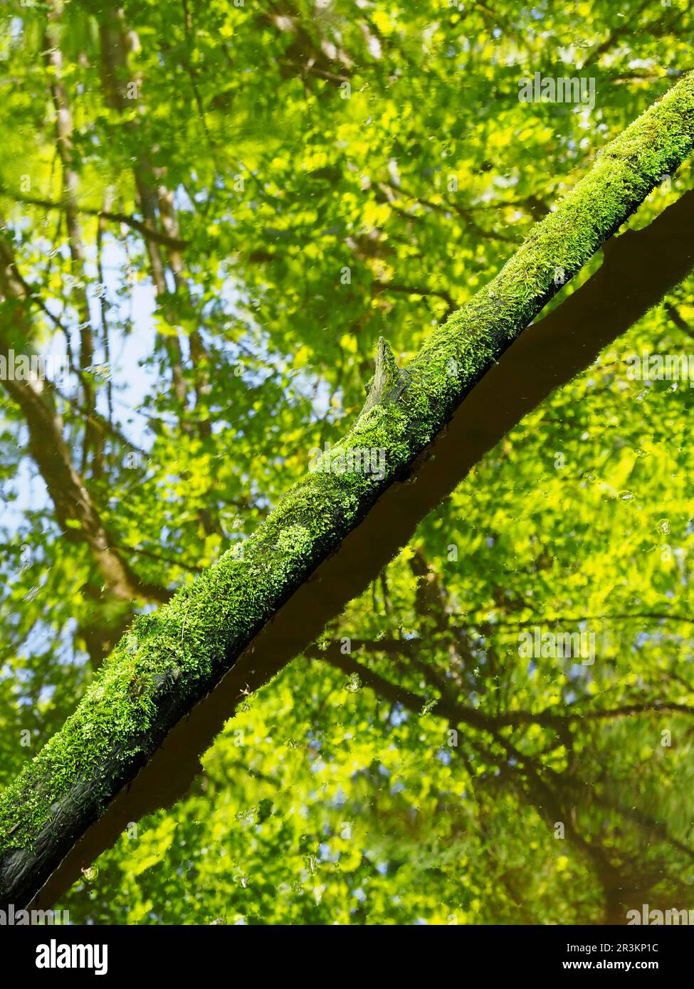 Spring folage hi-res stock photography and images - Alamy