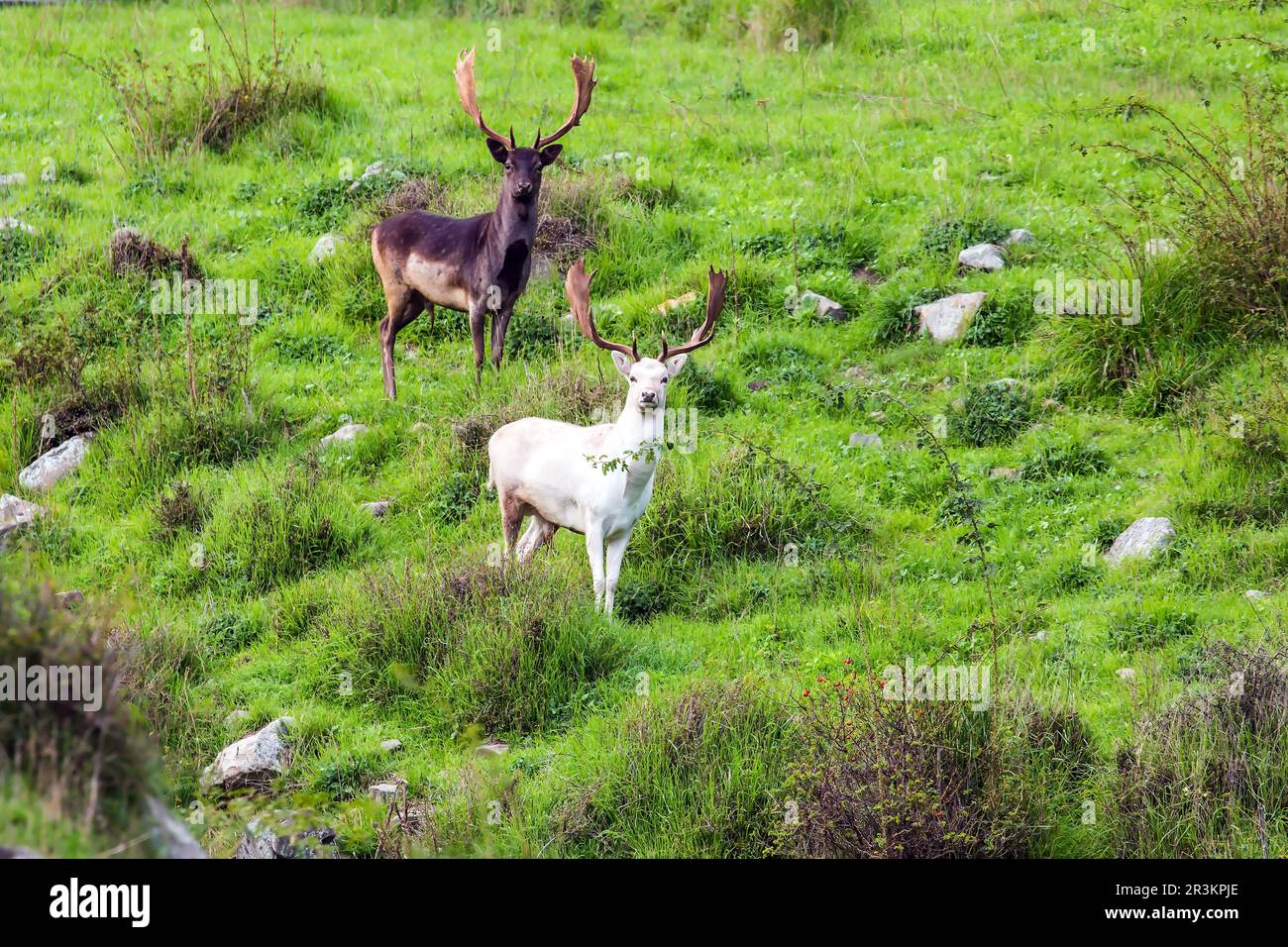 Two magnificent deer Stock Photo - Alamy