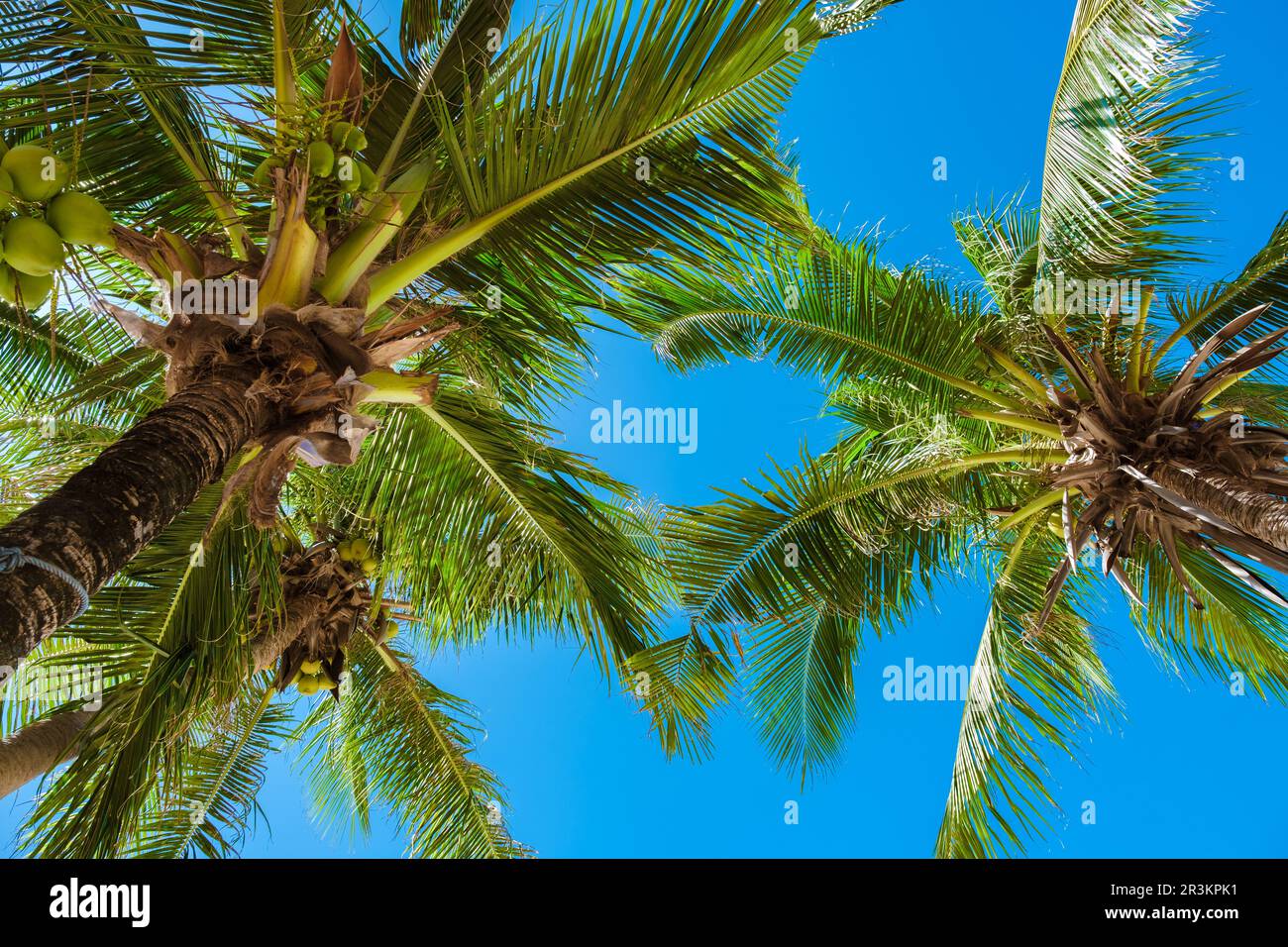Palm trees close up in a blue sky with clouds in Phuket Thailand Stock ...