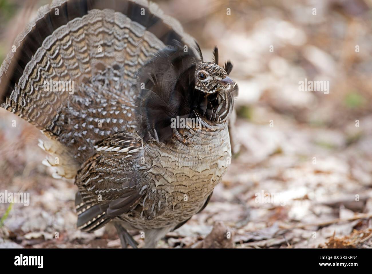 Male ruffed grouse (Bonasa umbellus) with tail feathers extended during ...