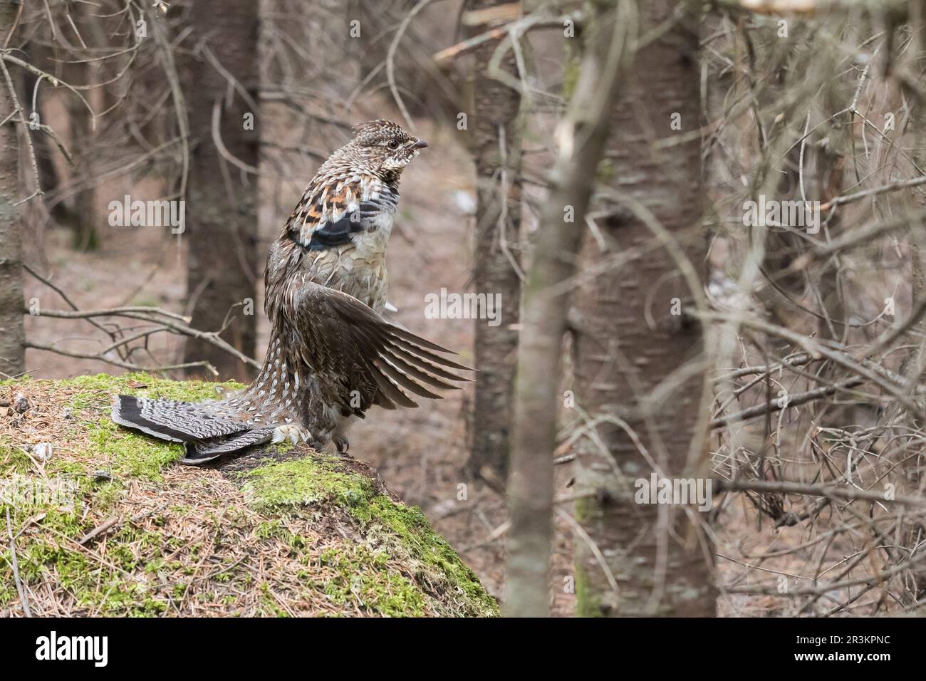Male ruffed grouse (Bonasa umbellus) drumming to assert its territory ...