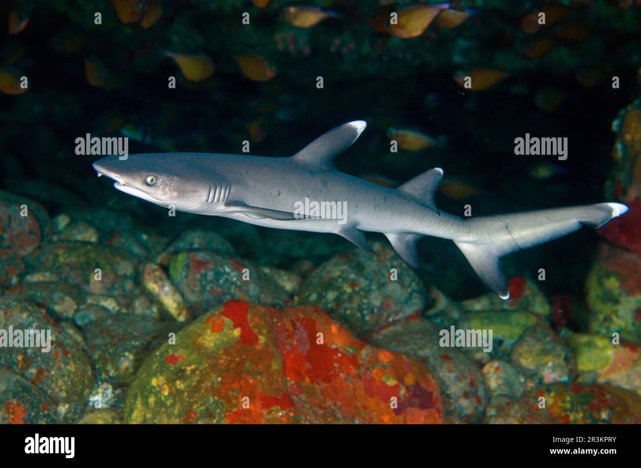 Whitetip Reef Shark (Triaenodon obesus), classified as Vulnerable on ...