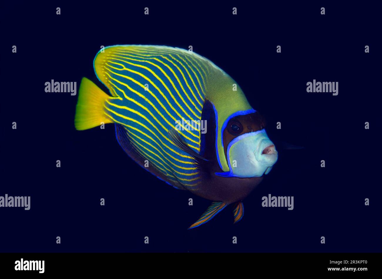 Emperor Angelfish (Pomacanthus imperator), Bahia dive site, Candidasa ...
