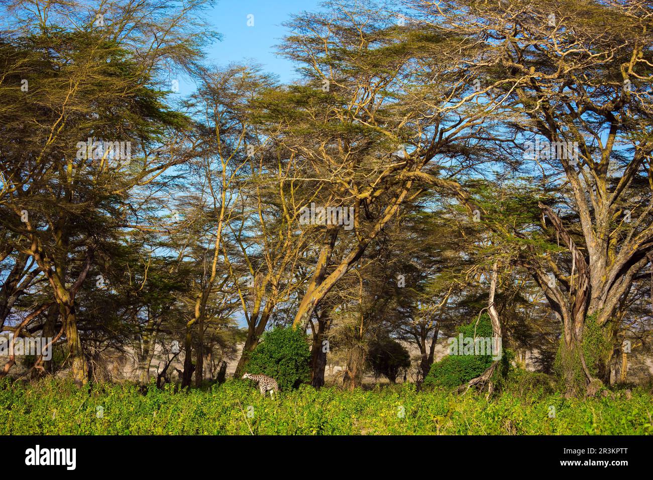 The desert acacia forest Stock Photo - Alamy
