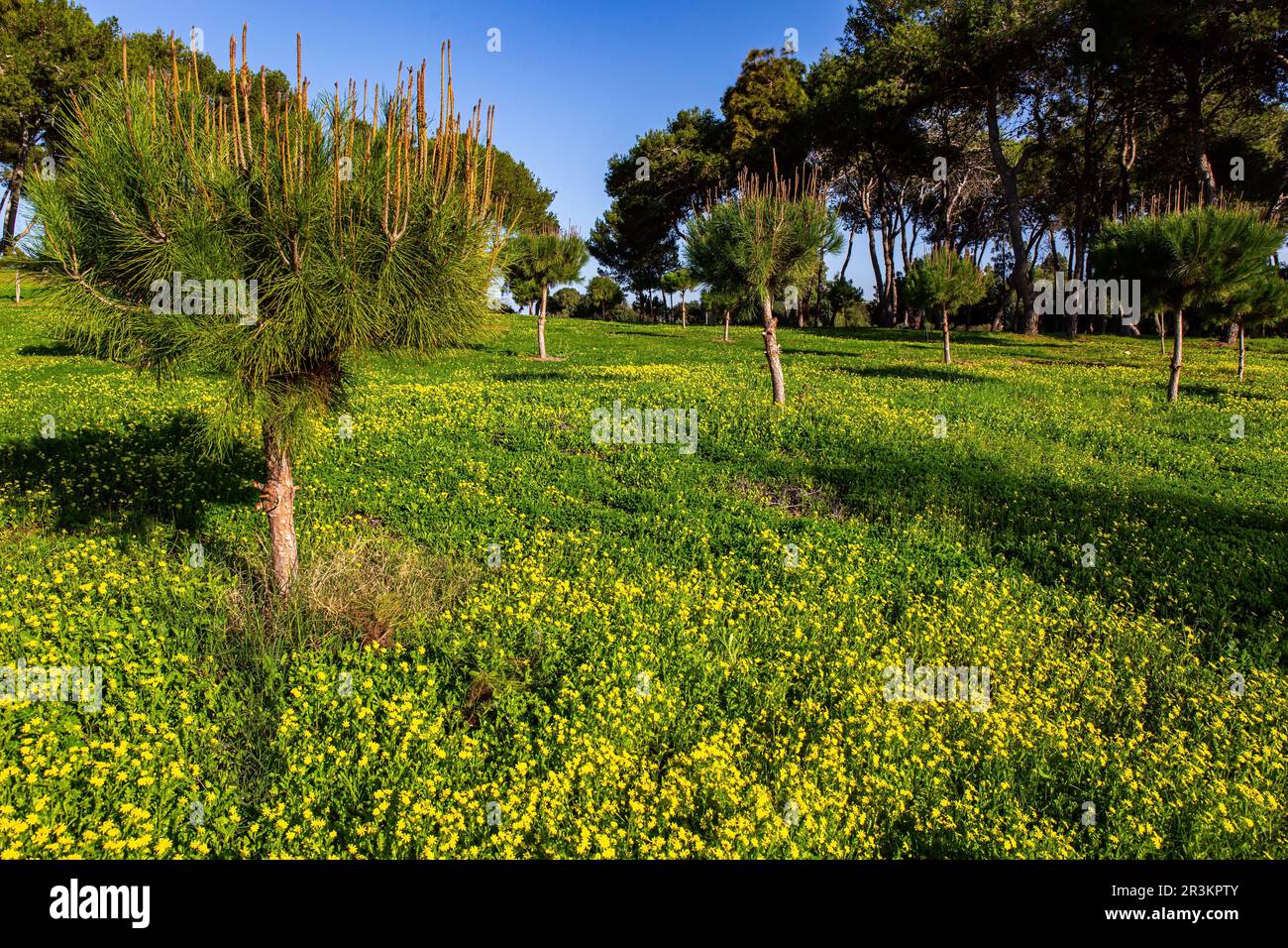 January holidays hi-res stock photography and images - Alamy