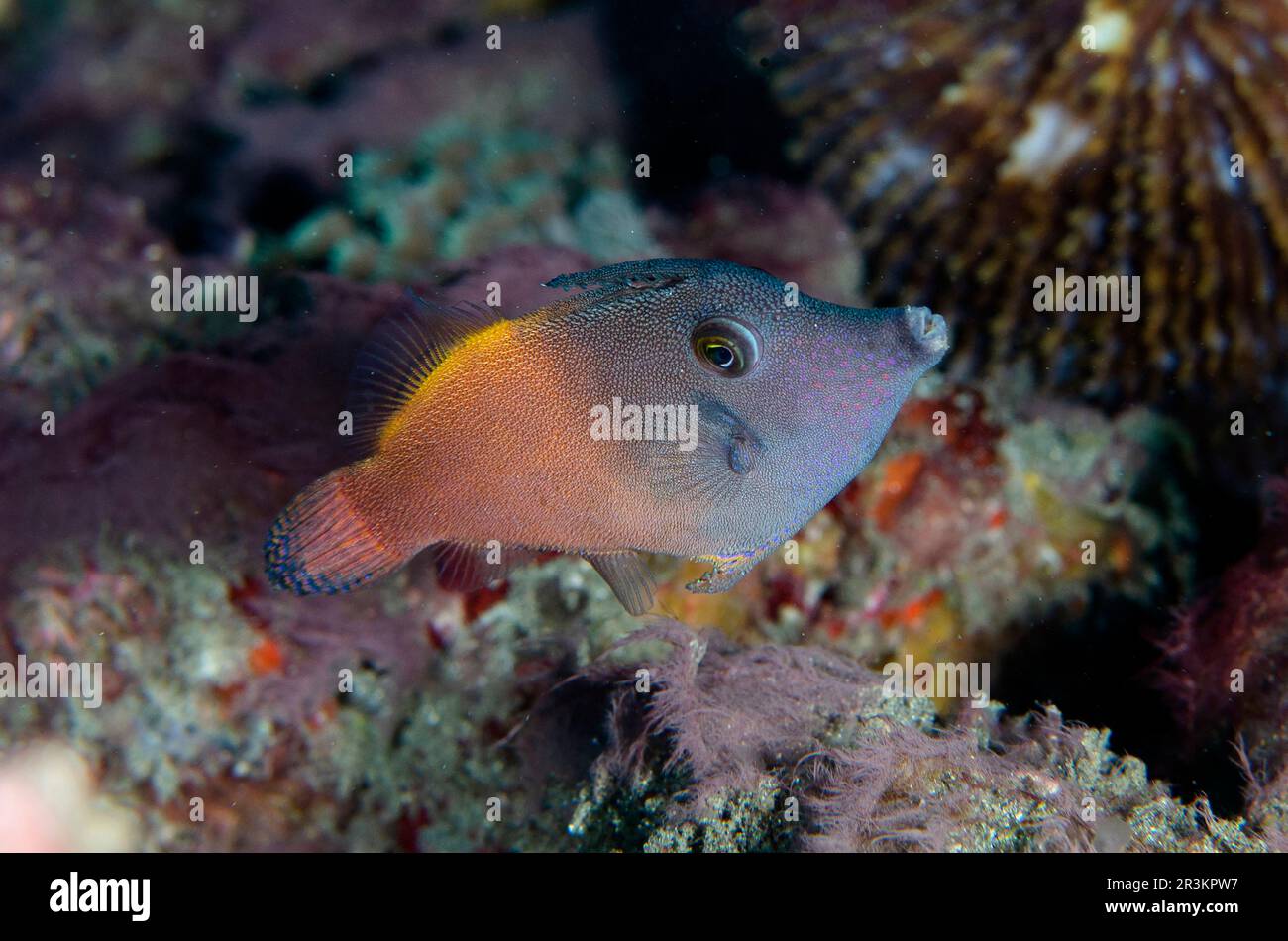 Orangetail Filefish (Pervagor aspricaudus) with dorsal fin spine, Jepun ...