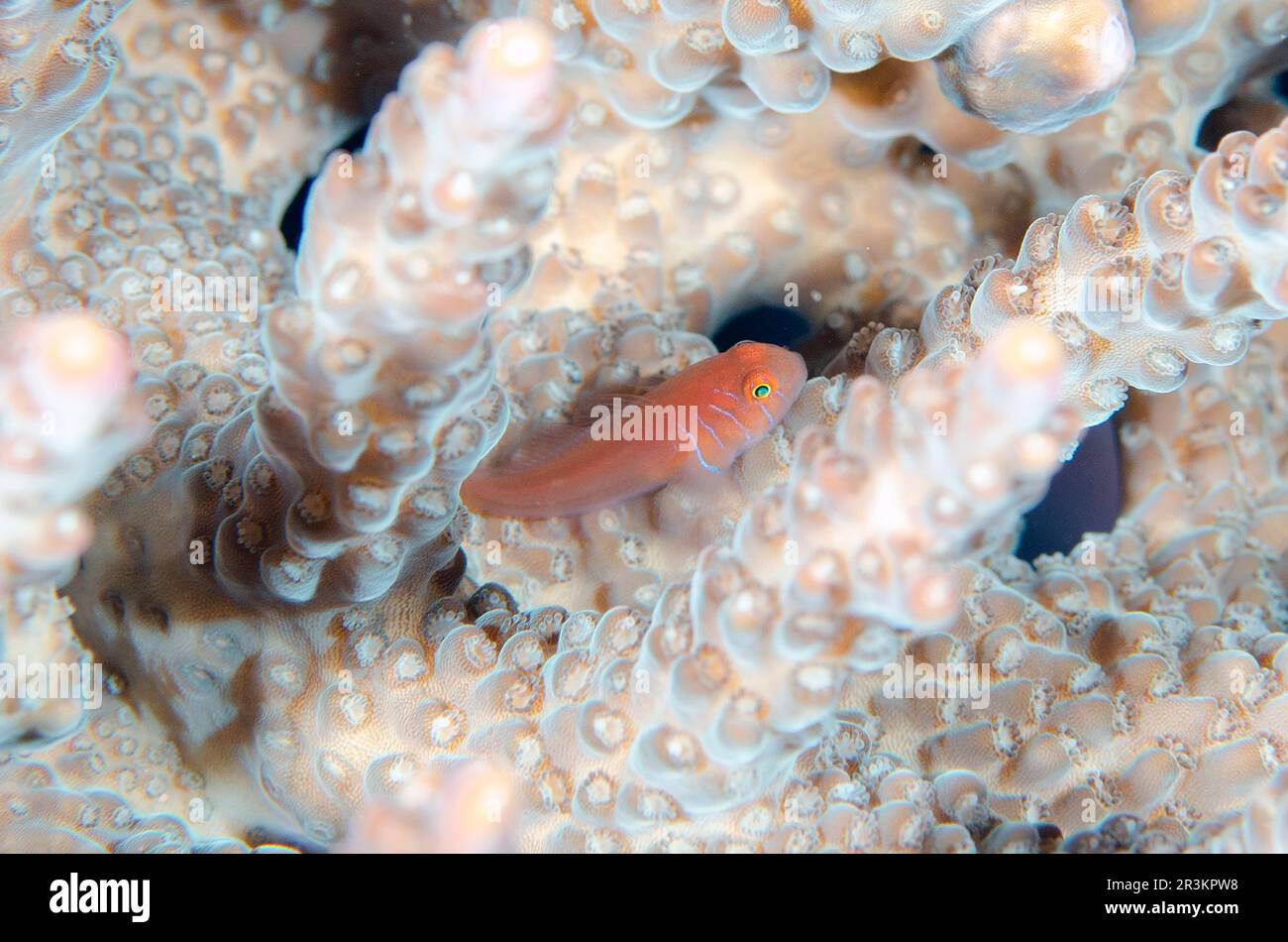 Five-lined Goby (Gobiodon quinquestrigatus) in coral, Turtleneck dive ...