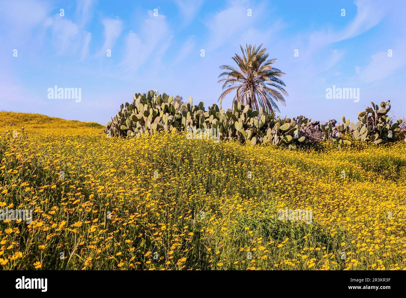 Desert bloom season hi-res stock photography and images - Alamy