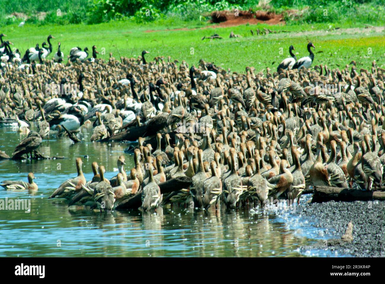 Mangrove swamp northern queensland australia hi-res stock photography ...