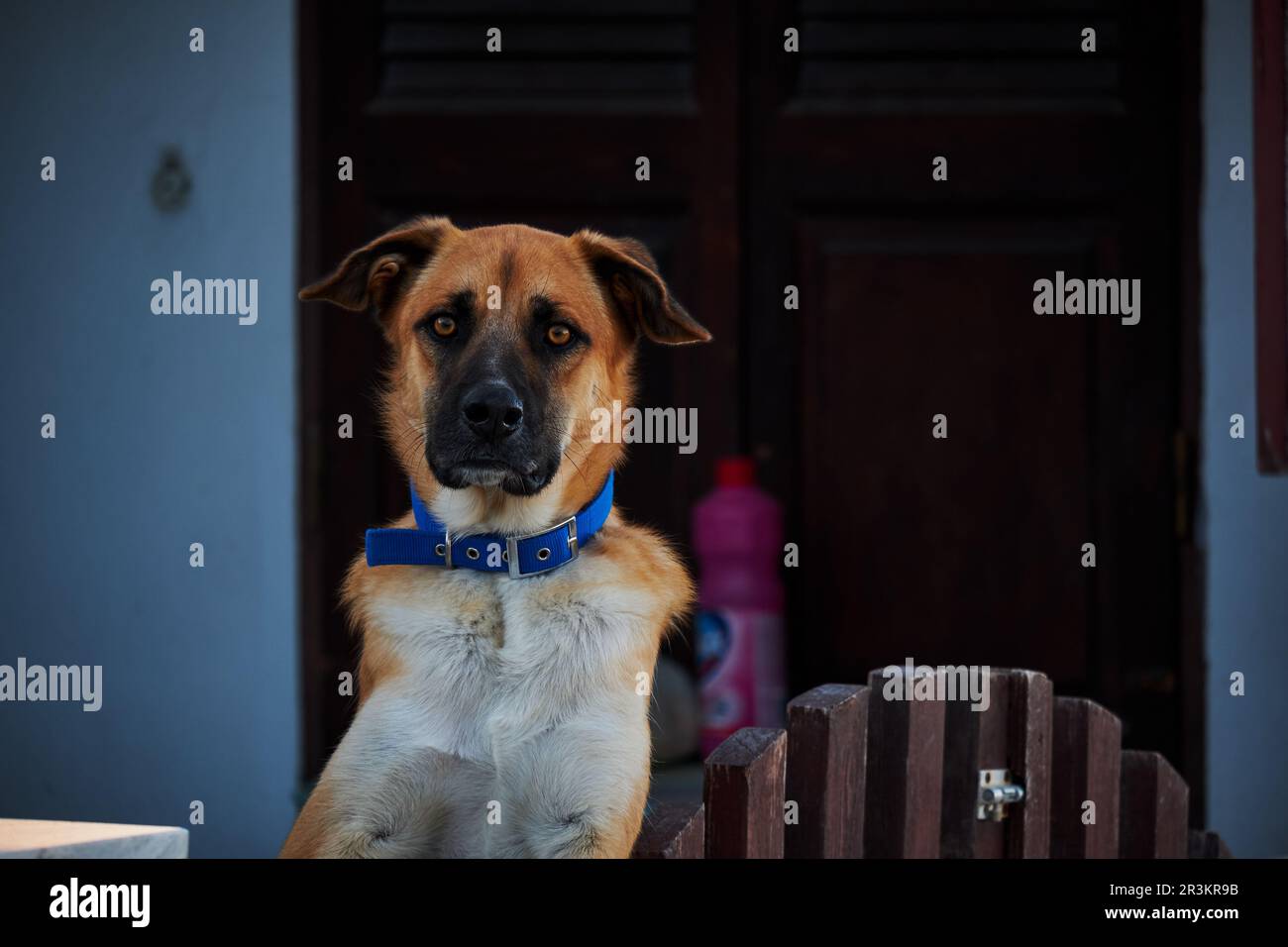 Guarding the house hi-res stock photography and images - Alamy
