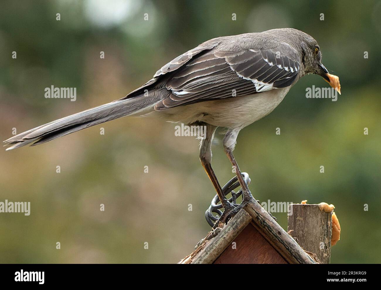 Mockingbird house hi-res stock photography and images - Alamy