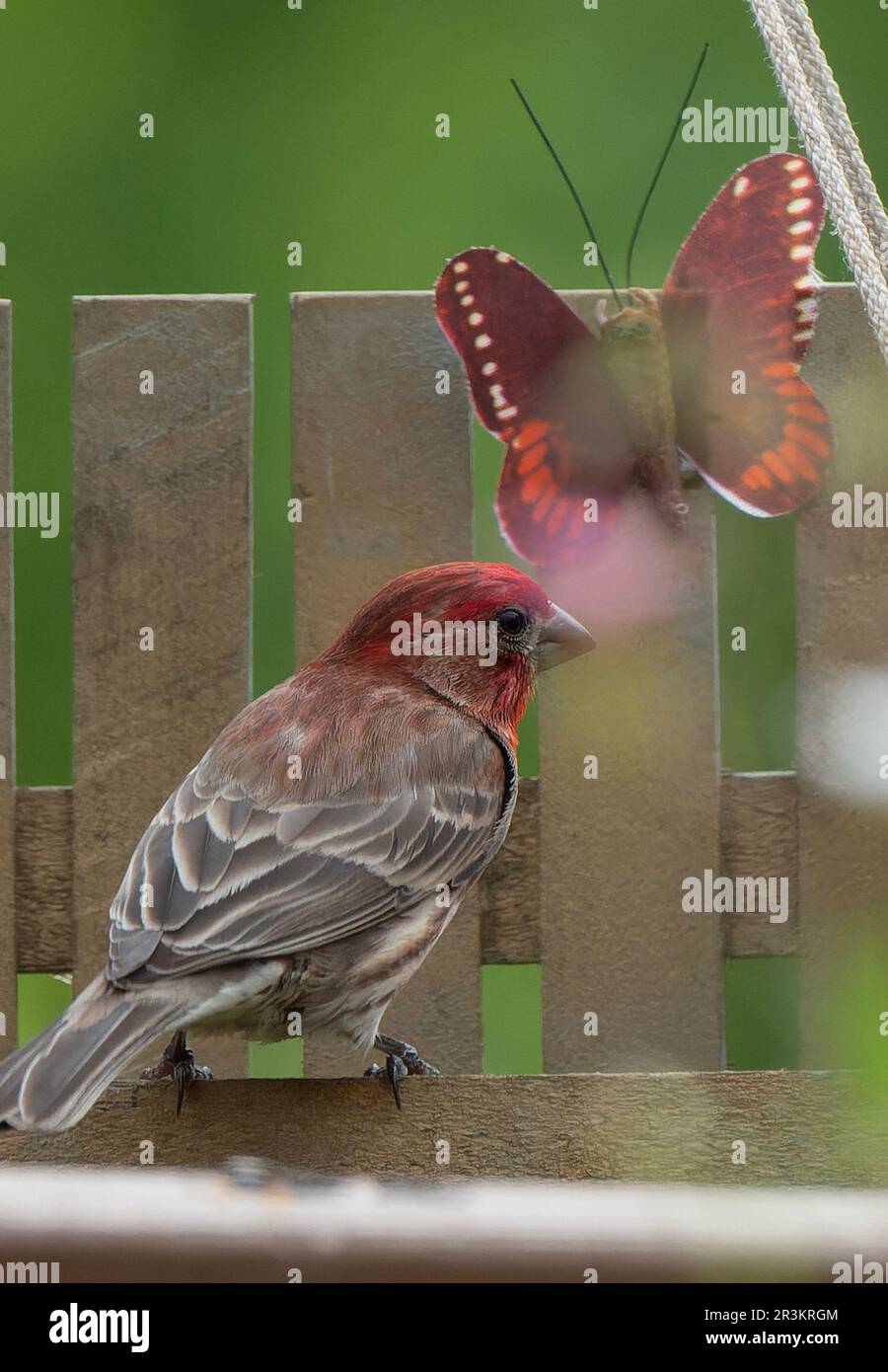 A House Finch on a high perch Stock Photo - Alamy