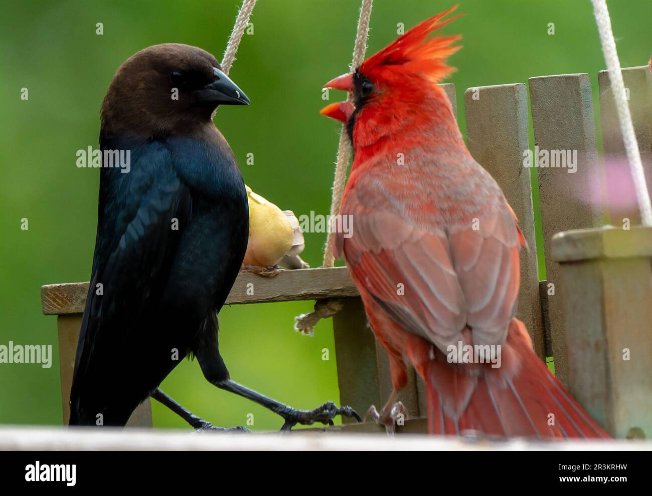 Northern cardinal fighting hi-res stock photography and images - Alamy
