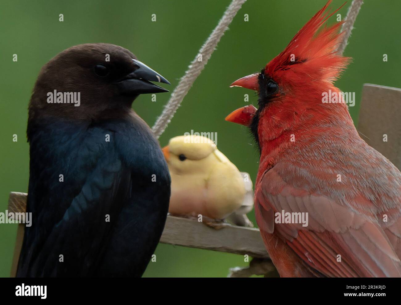 Northern cardinal fighting hi-res stock photography and images - Alamy