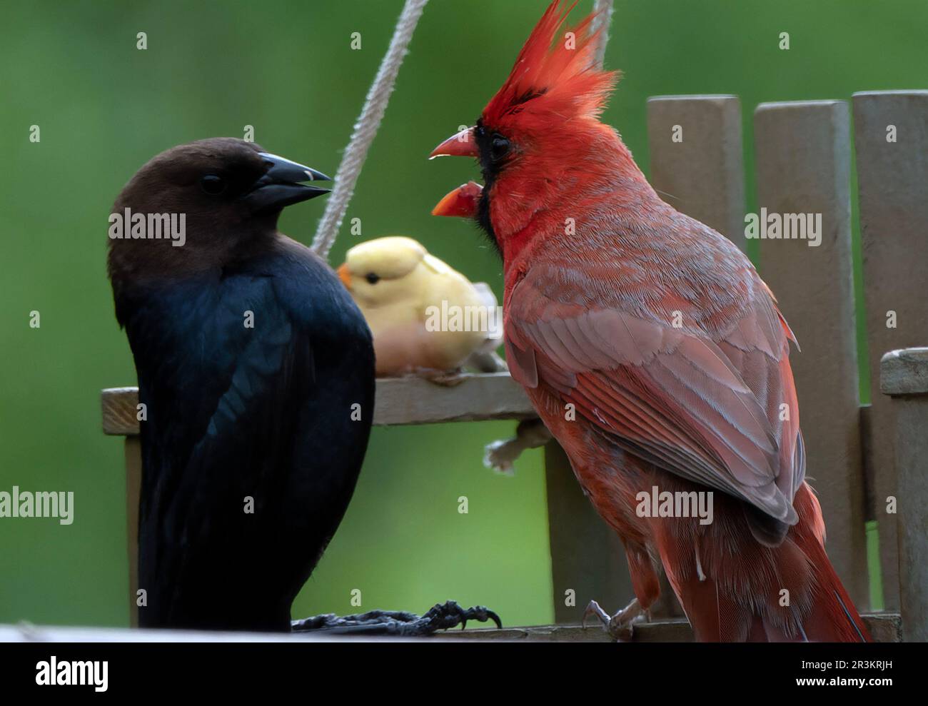 Northern cardinal fighting hi-res stock photography and images - Alamy