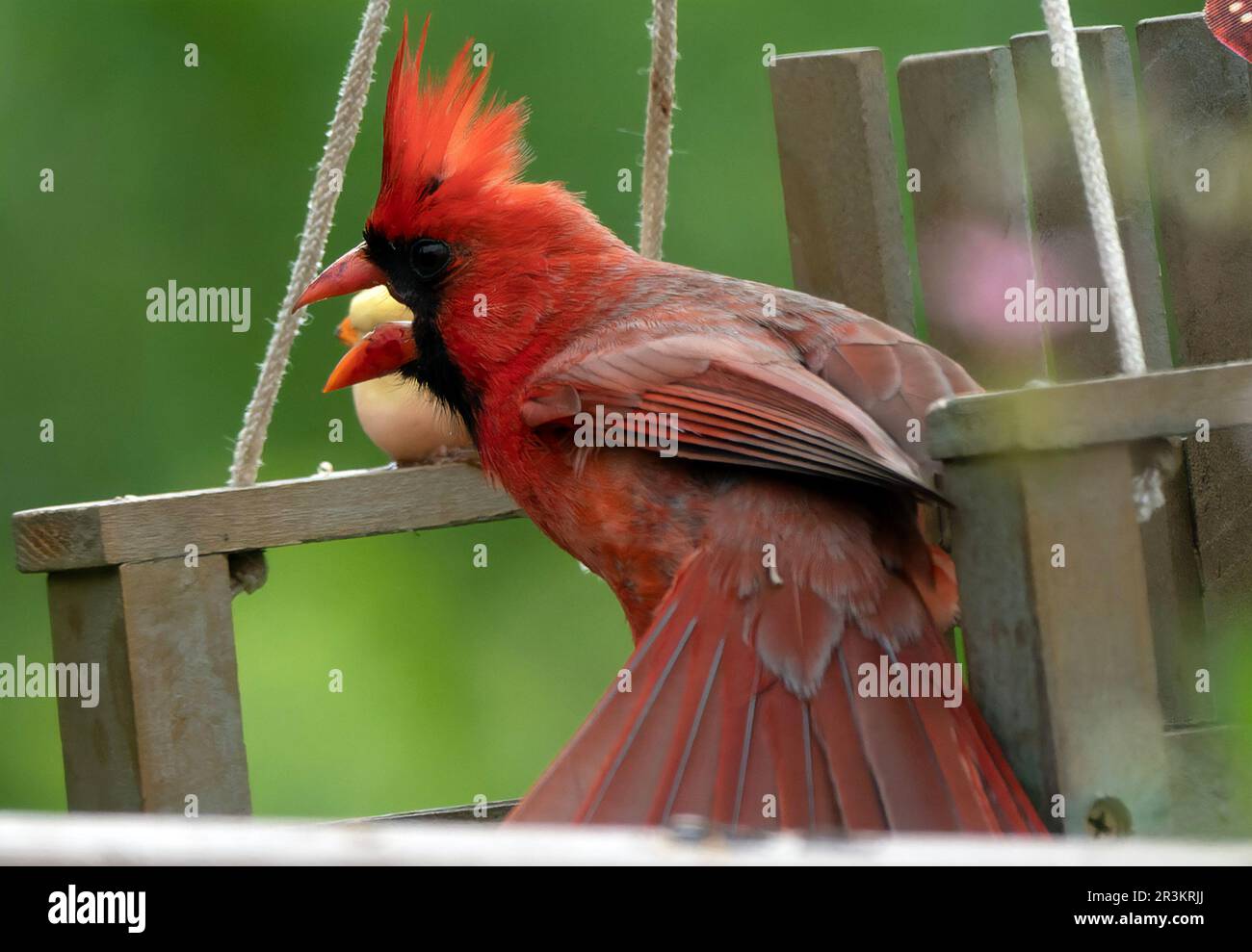 Northern Cardinal screiching, open mouth Stock Photo - Alamy