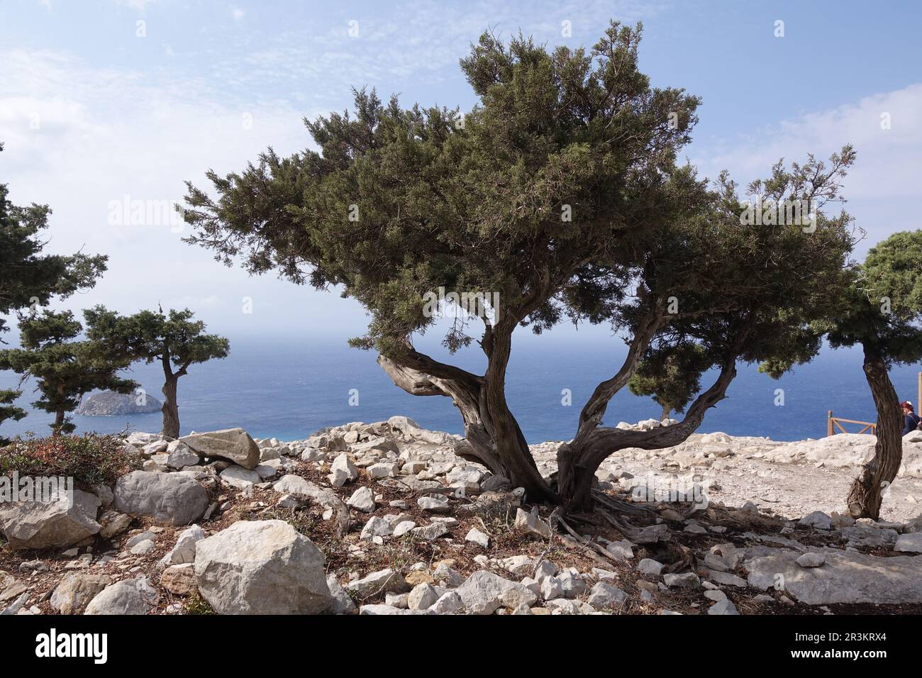 Tree on the Monolithos in Rhodes Stock Photo - Alamy