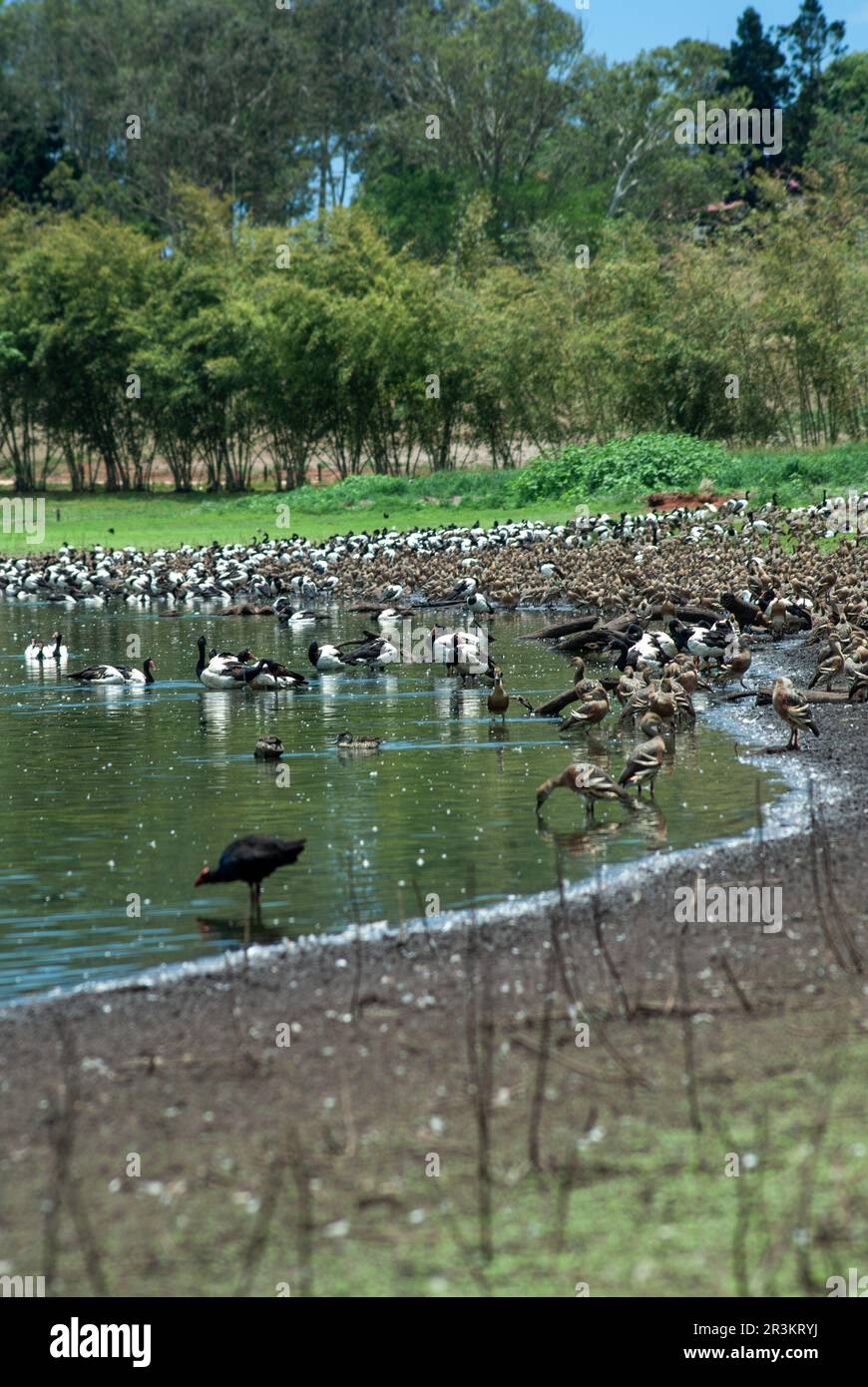 Mangrove swamp northern queensland australia hi-res stock photography ...