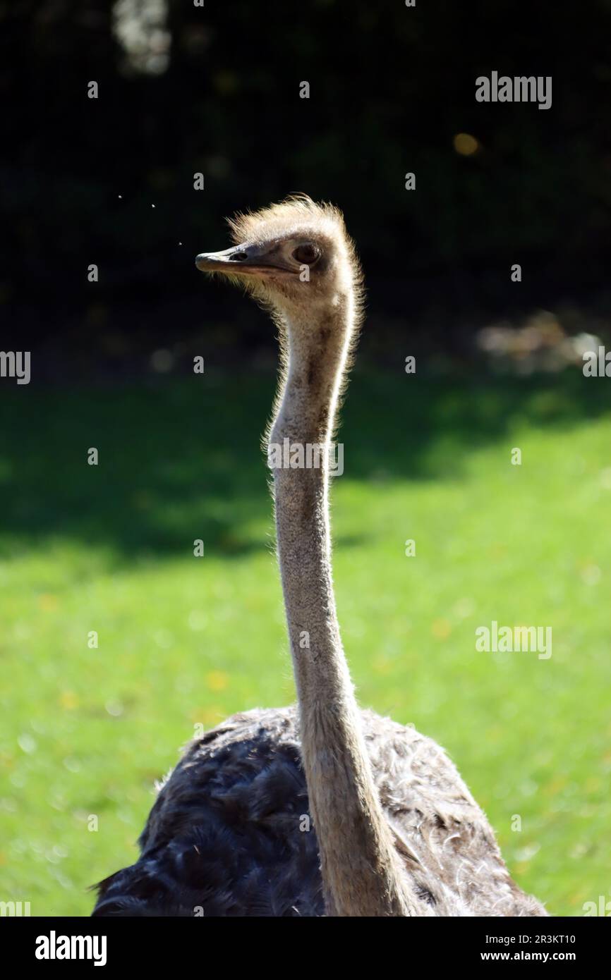 African ostrich Ostrich (Struthio camelus) on ostrich farm Stock Photo ...