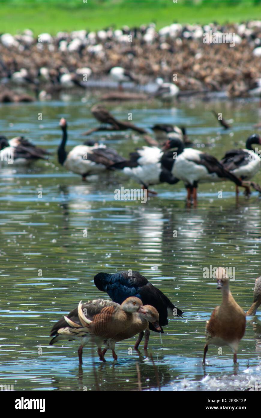 Mangrove swamp northern queensland australia hi-res stock photography ...