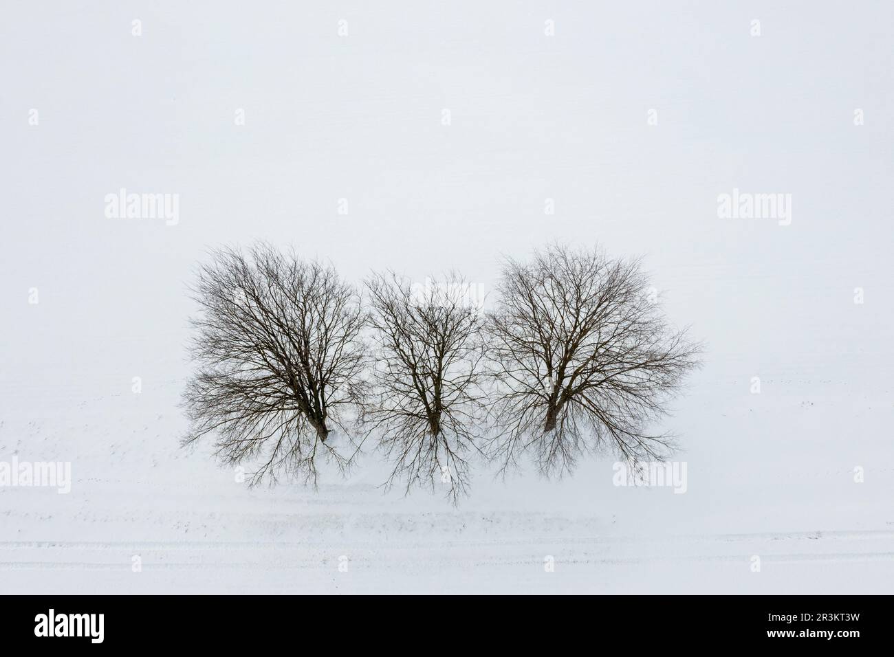 Birds eye view tree hi-res stock photography and images - Alamy