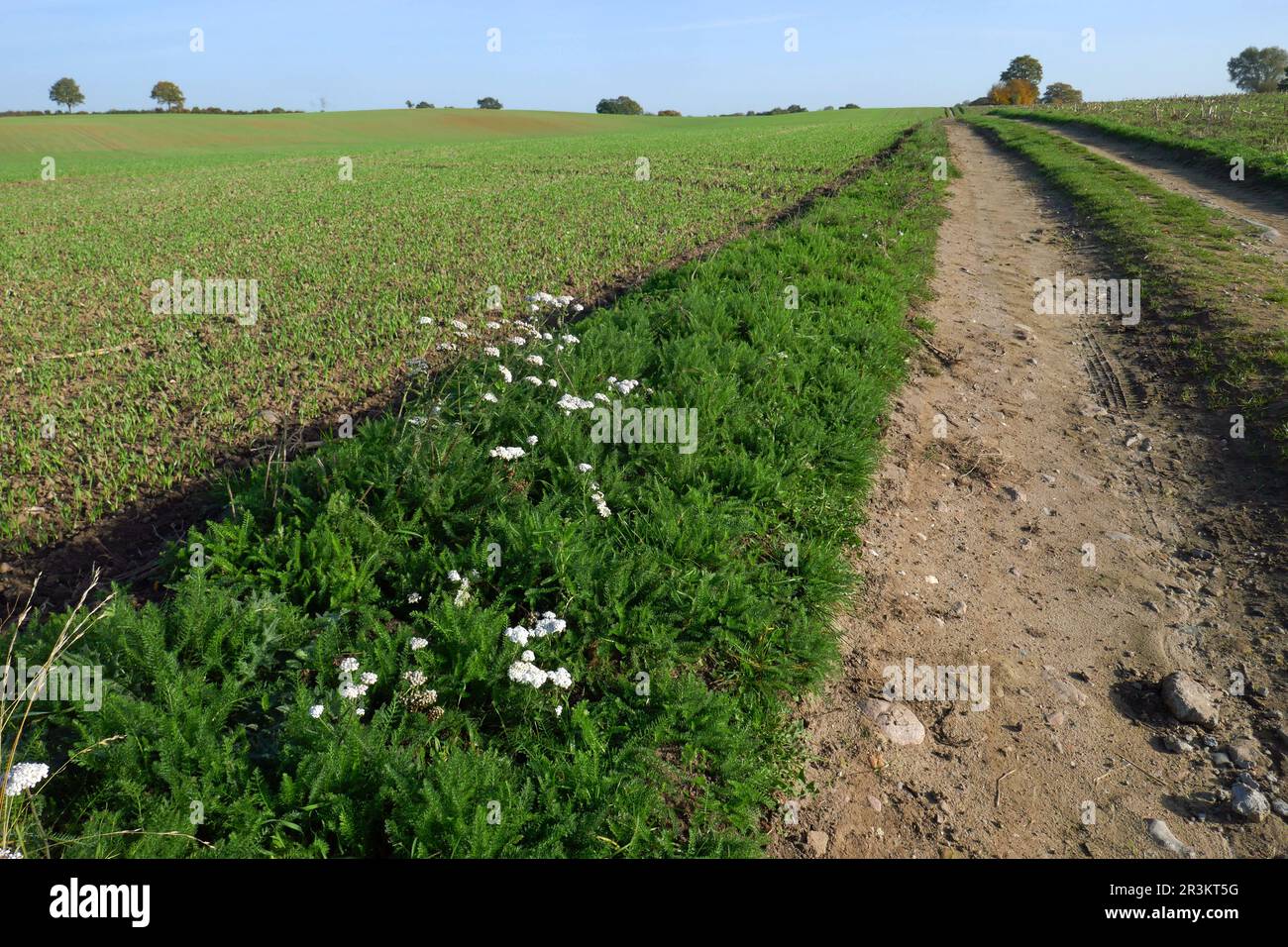 Nutrient indicator for nitrogen rich soils hi-res stock photography and ...