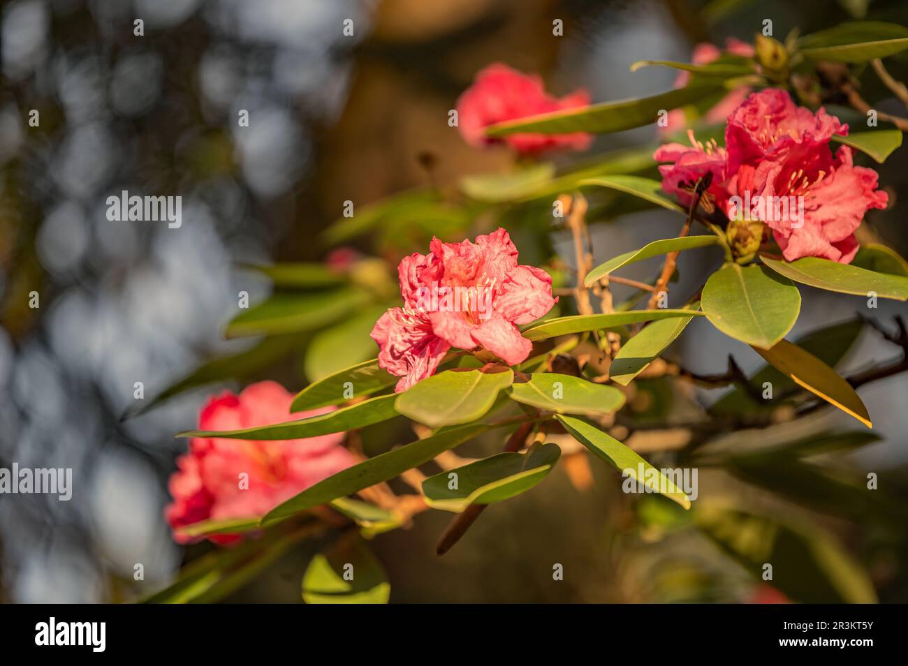 Evergreen azaleas hi-res stock photography and images - Alamy