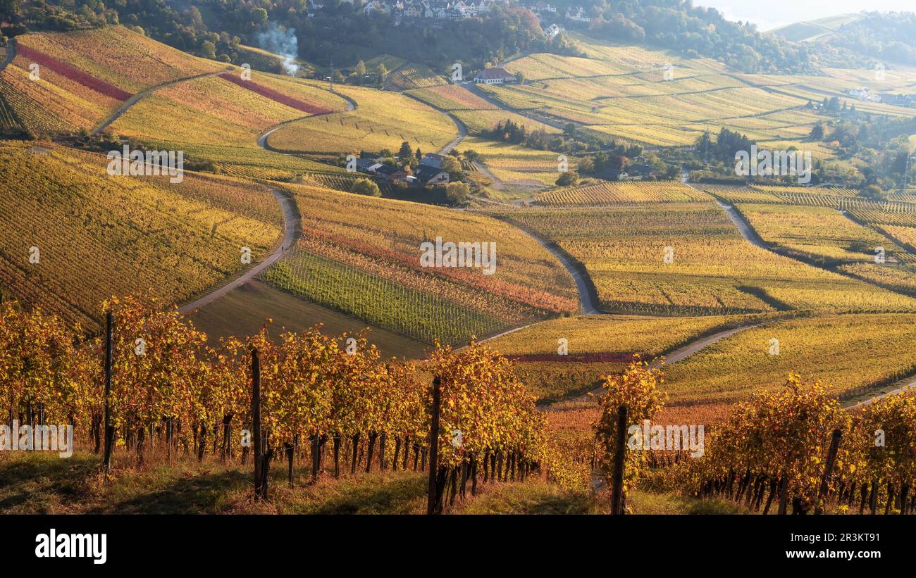 Panorama view of vineyard in Stuttgart with mountain wÃ¼rttemberg ...