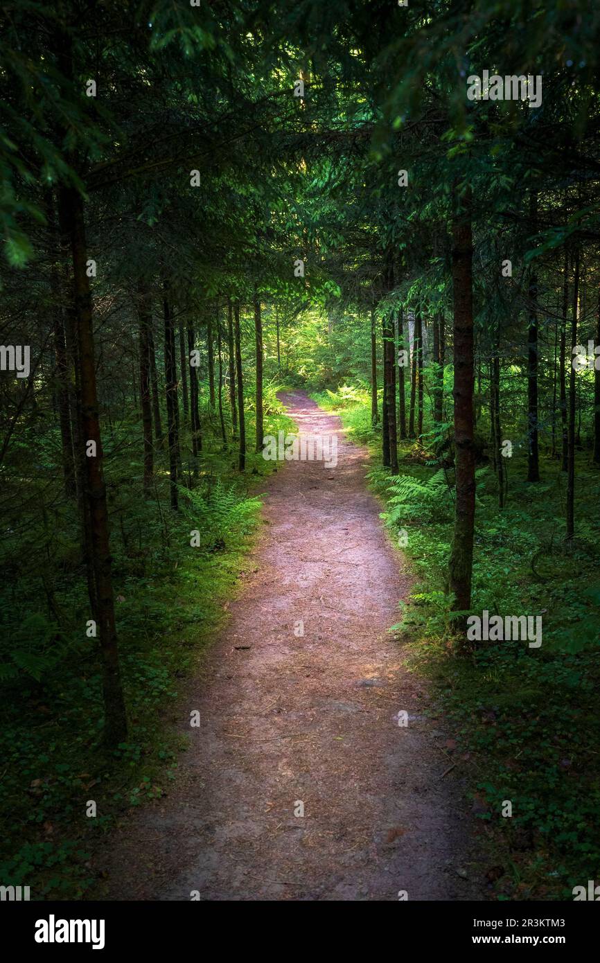 Small path in forest hi-res stock photography and images - Alamy